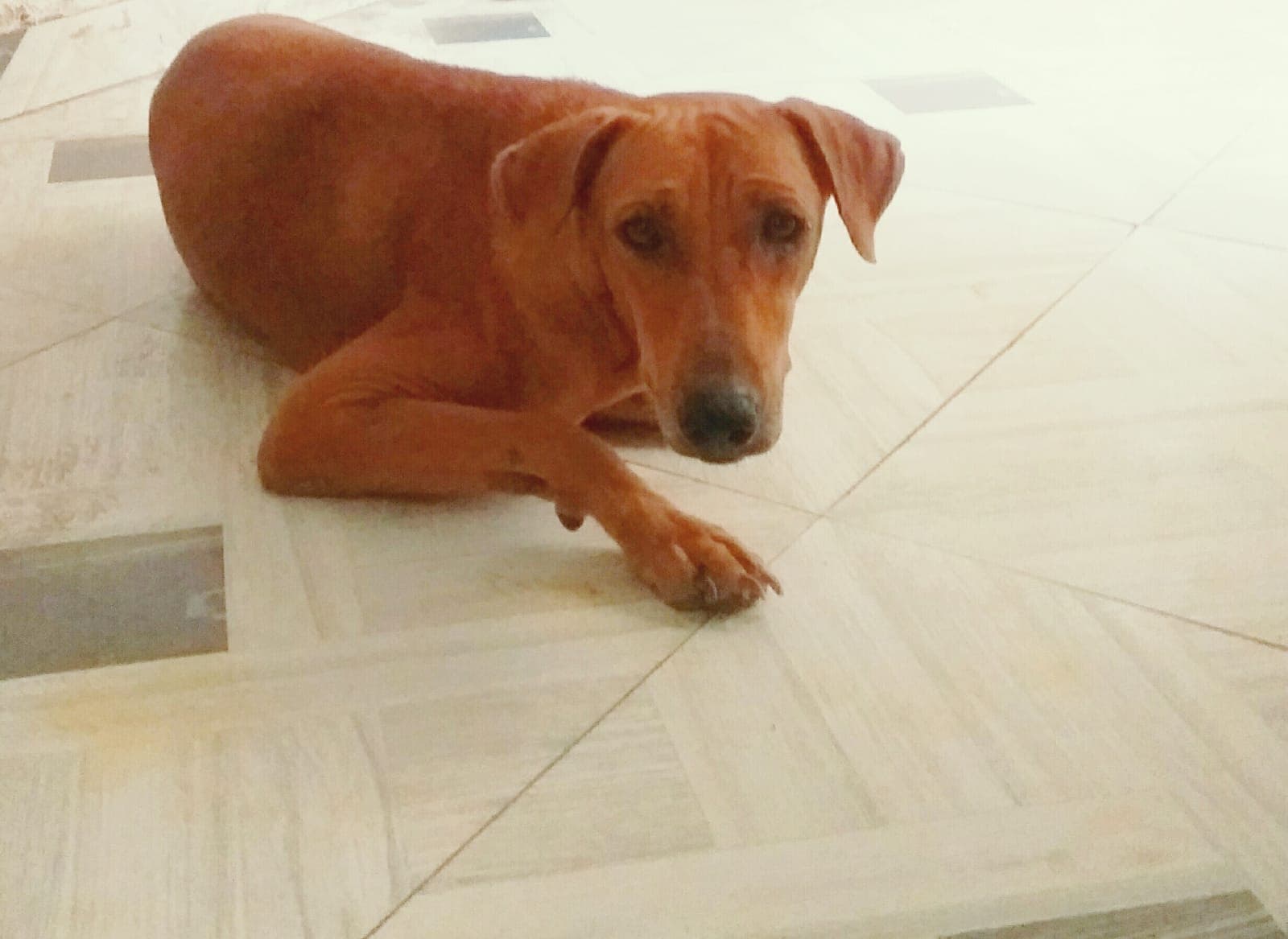 Top 10 Indian Dog Breeds to Foster